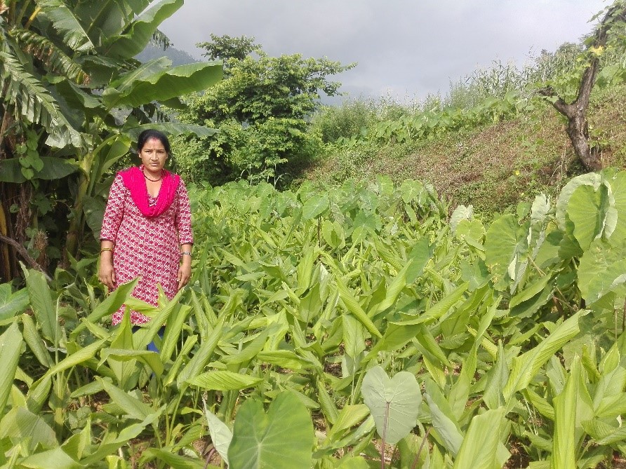 Turmeric: Stimulating commercial cultivation – United Mission to Nepal