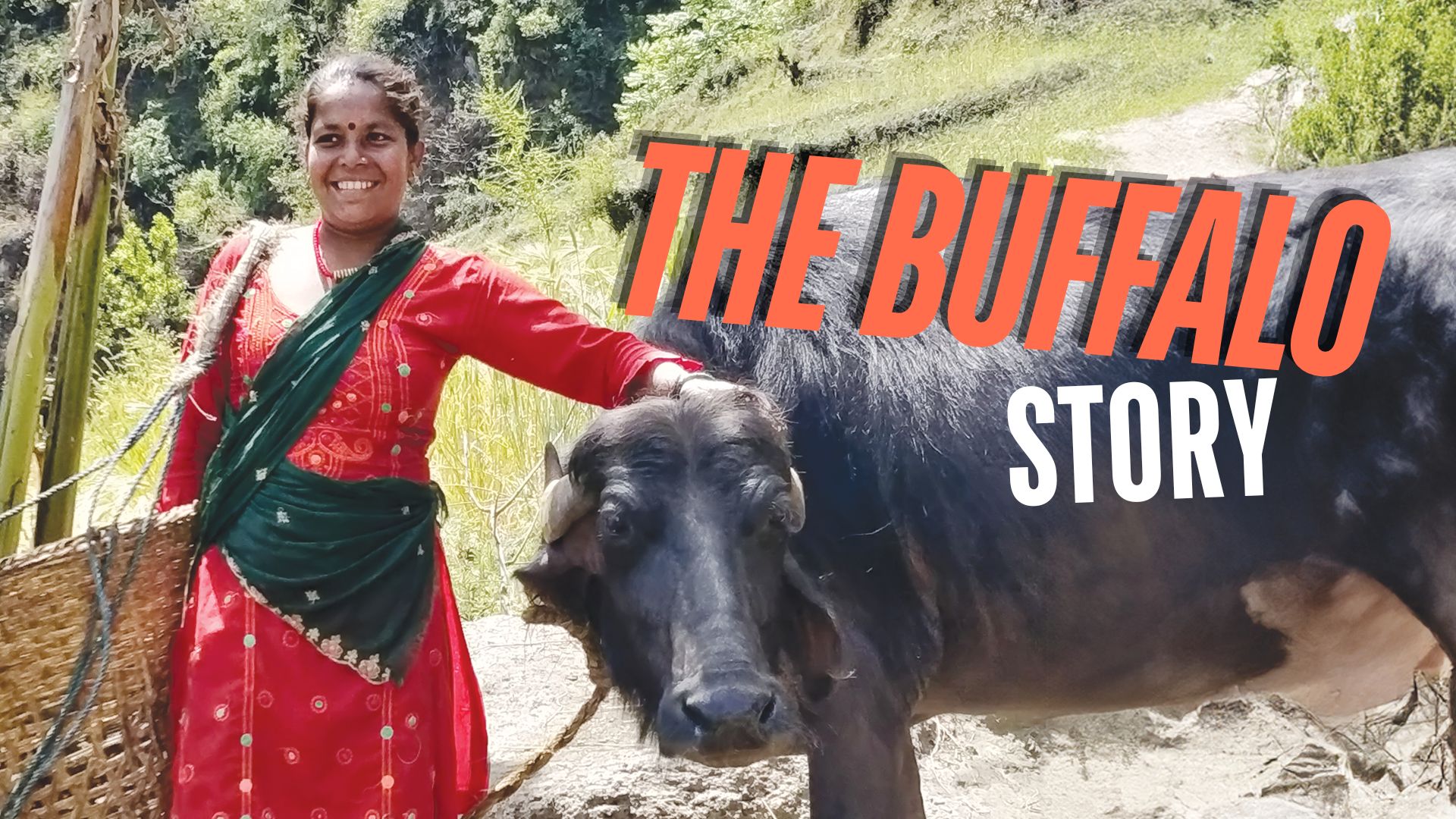 The Buffalo Story – United Mission to Nepal